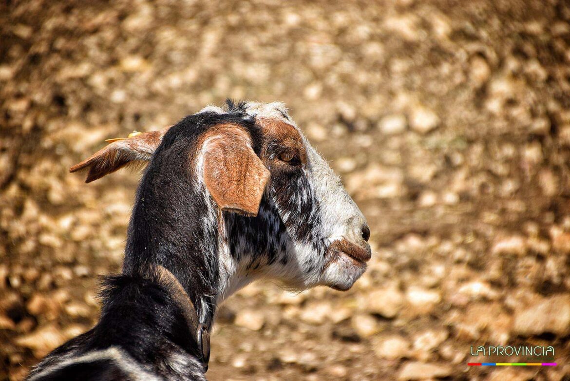 Villaluenga te acerca a la cabra Payoya, origen de quesos únicos - La ...